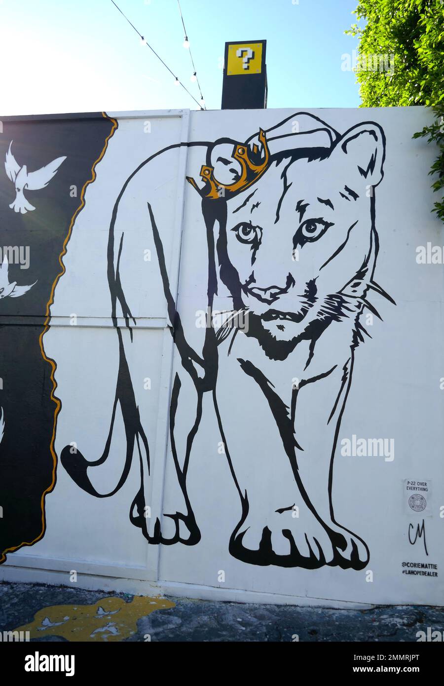 Los Angeles, California, USA 27th January 2023 P-22 Mountain Lion, P22 ...