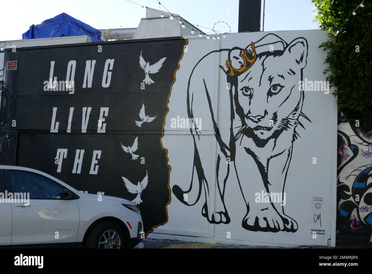 P22 lion hi-res stock photography and images - Alamy