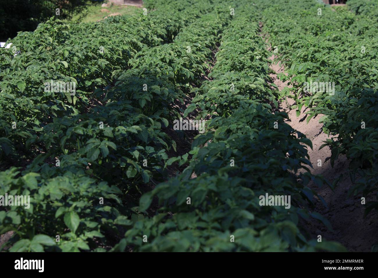 Growing potatoes field green bushes hi-res stock photography and images ...