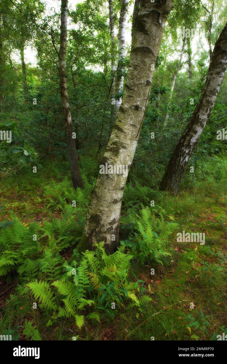 Springtime in the countryside. Early morning forest - Jutland, Denmark ...