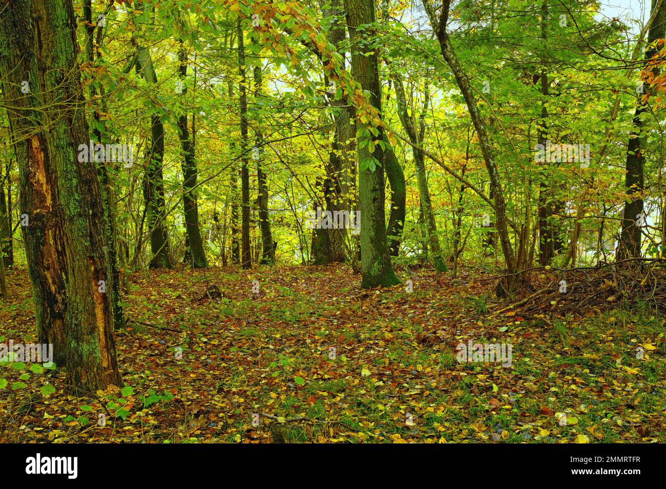 The Tree - token of a type. Tree - universal plant in all types and ...