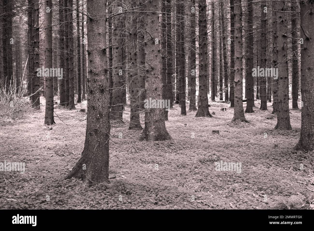 The Tree - token of a type. Tree - universal plant in all types and ...