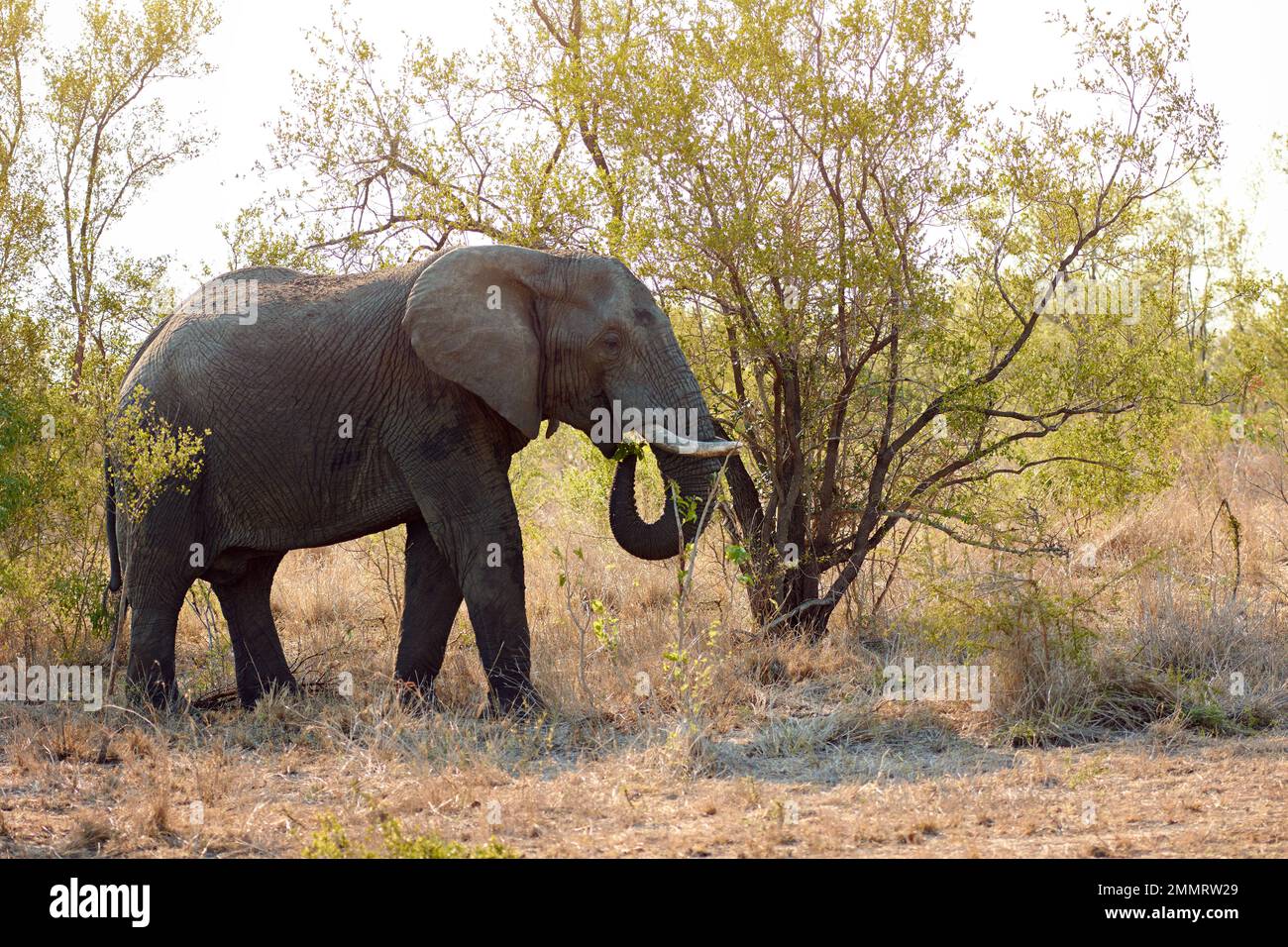 The earth shakes beneath its feet. Full length shot of an elephant in ...