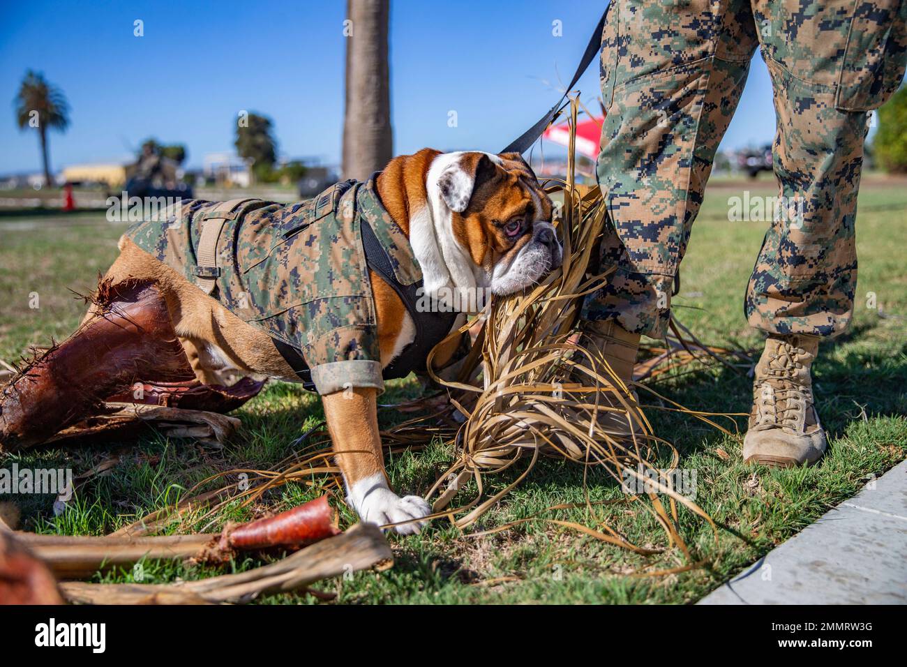 U.S Marine Corps Cpl. Manny, the mascot of Marine Corps Recruit Depot ...