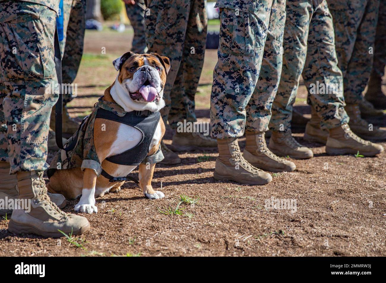 U.S Marine Corps Cpl. Manny, the mascot of Marine Corps Recruit Depot ...