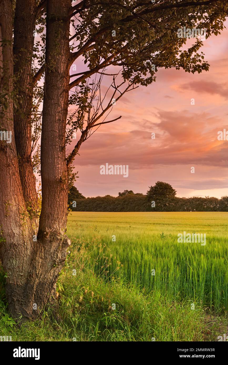 The Tree - token of a type. Tree - universal plant in all types and ...