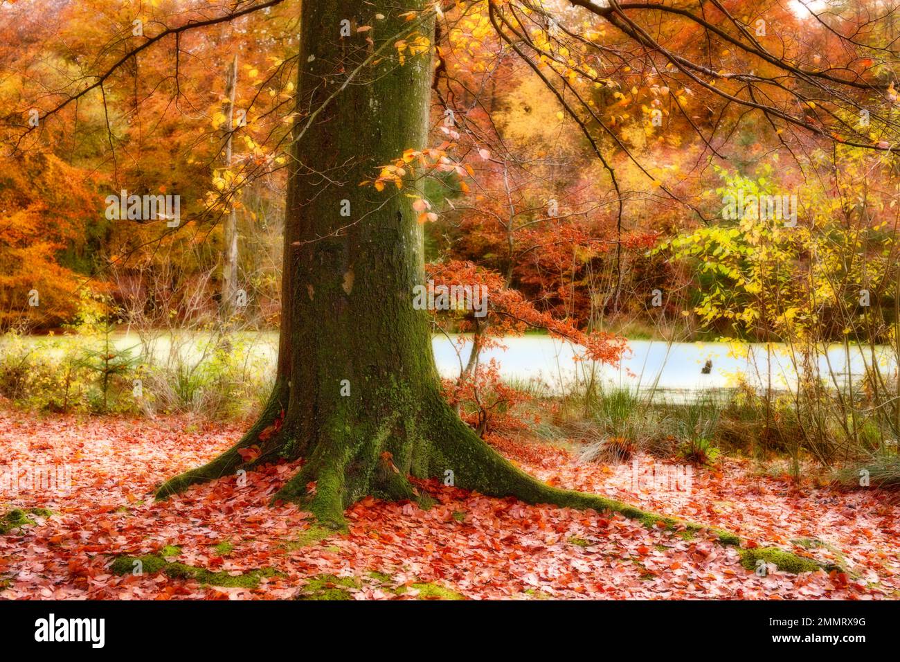 The Tree - token of a type. Tree - universal plant in all types and ...