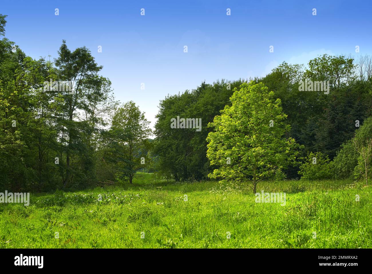 The Tree - token of a type. Tree - universal plant in all types and ...