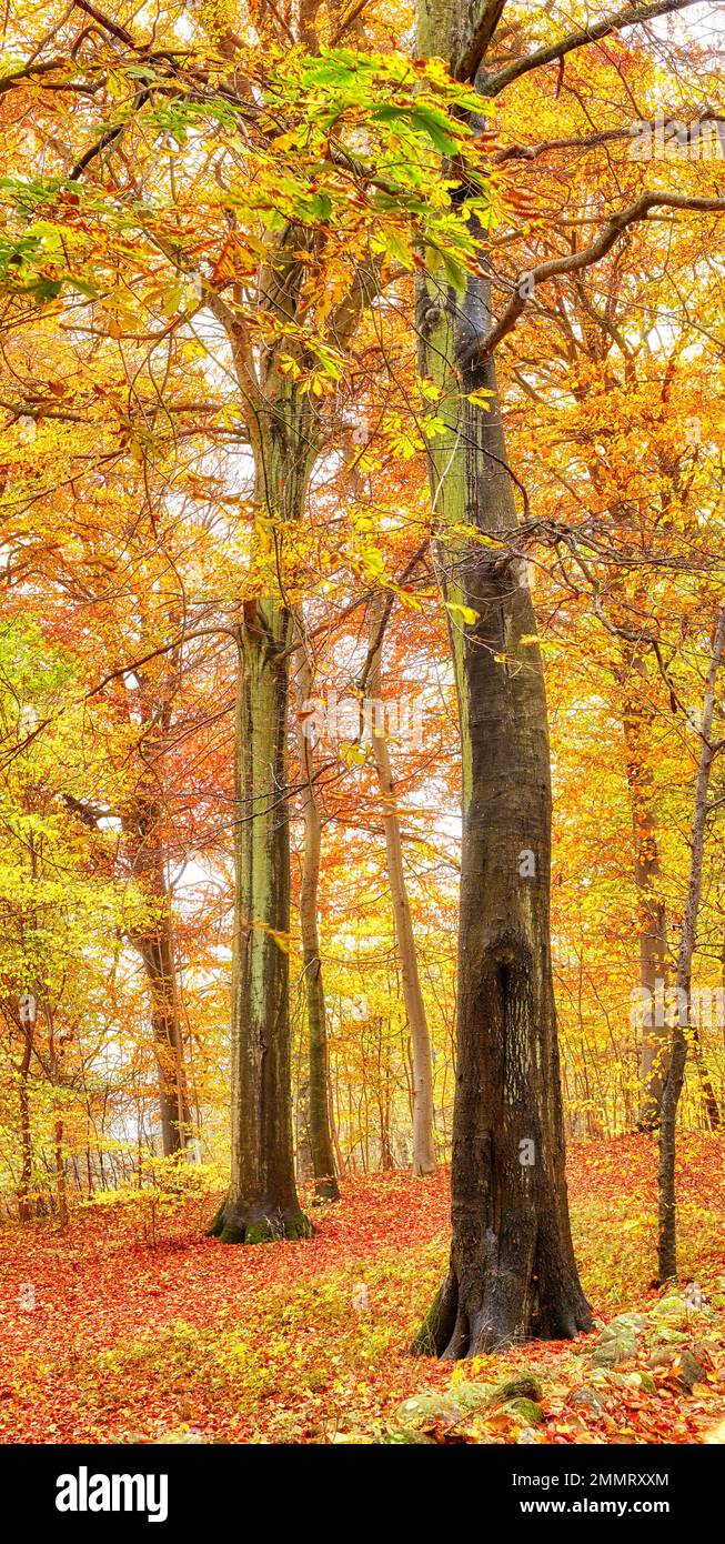 The Tree - token of a type. Tree - universal plant in all types and ...