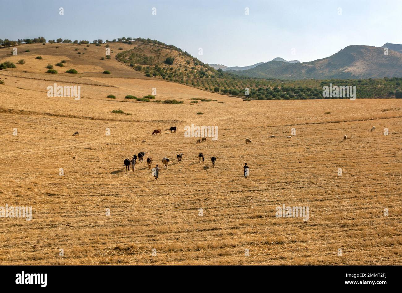 Cattle and sheep graze in a stubble paddock in the Atlas Mountains west ...