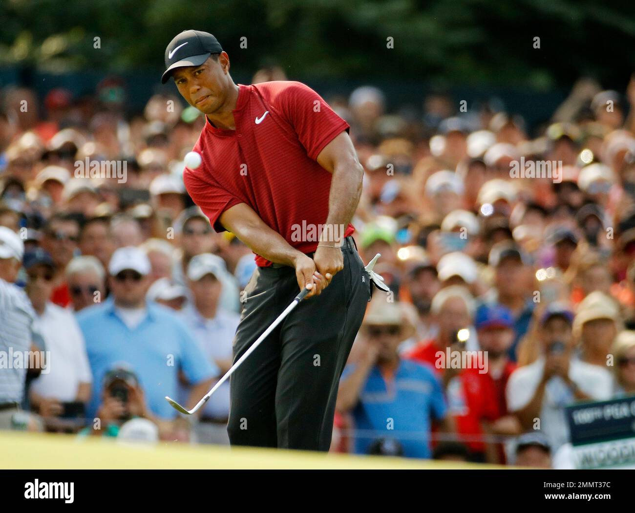 Tiger Woods chips onto 14th green during the final round of the PGA ...