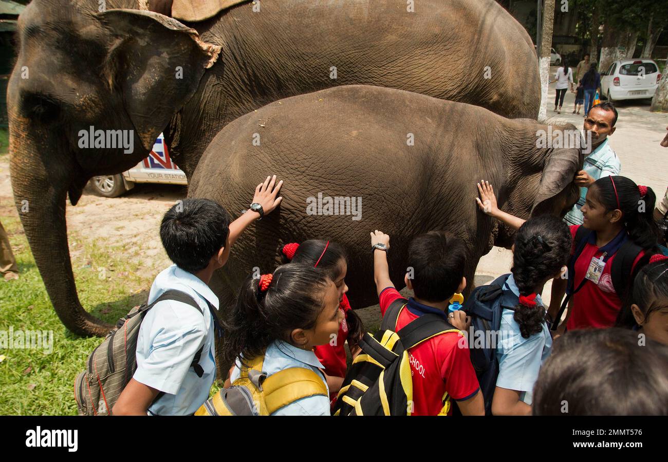 School children touch a female elephant and a calf during an event to ...