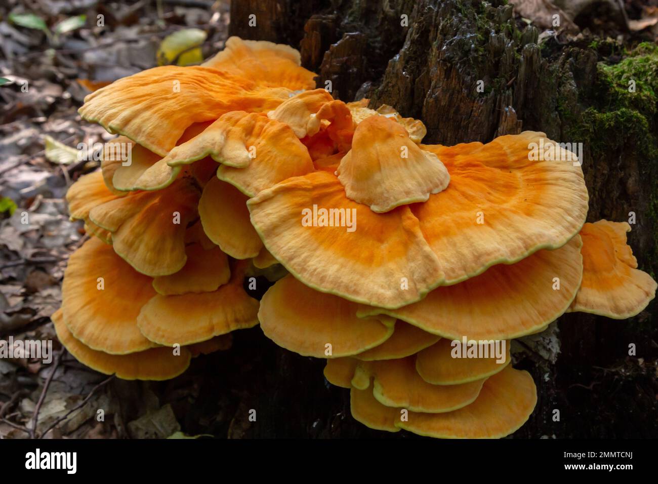 The sulfur-yellow tinder Latin Laetiporus sulphureus is a fungus grown ...