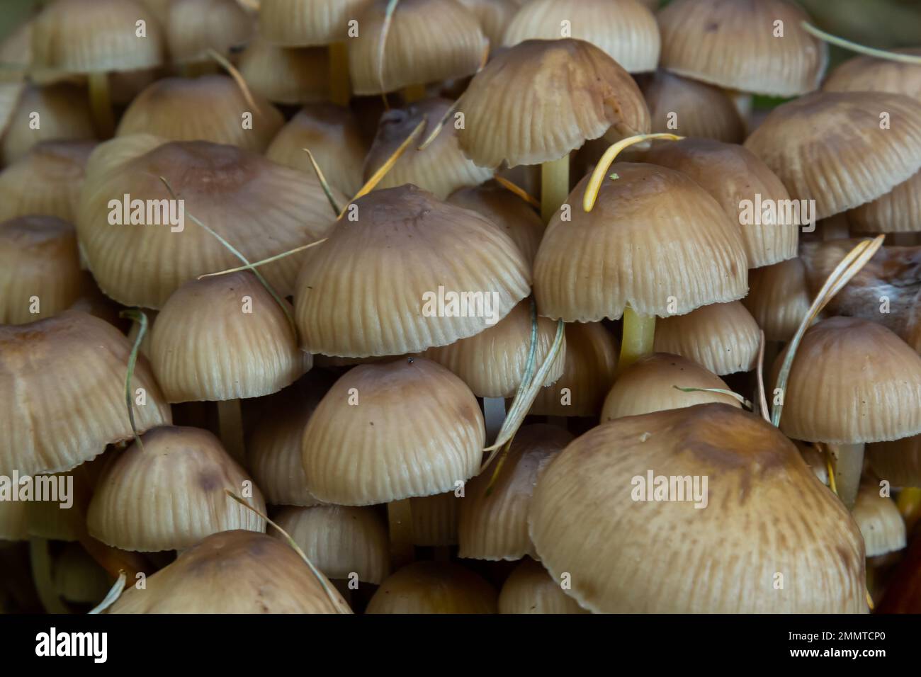 Clustered Bonnet Mycena inclinata growing on a mossy stump Stock Photo ...