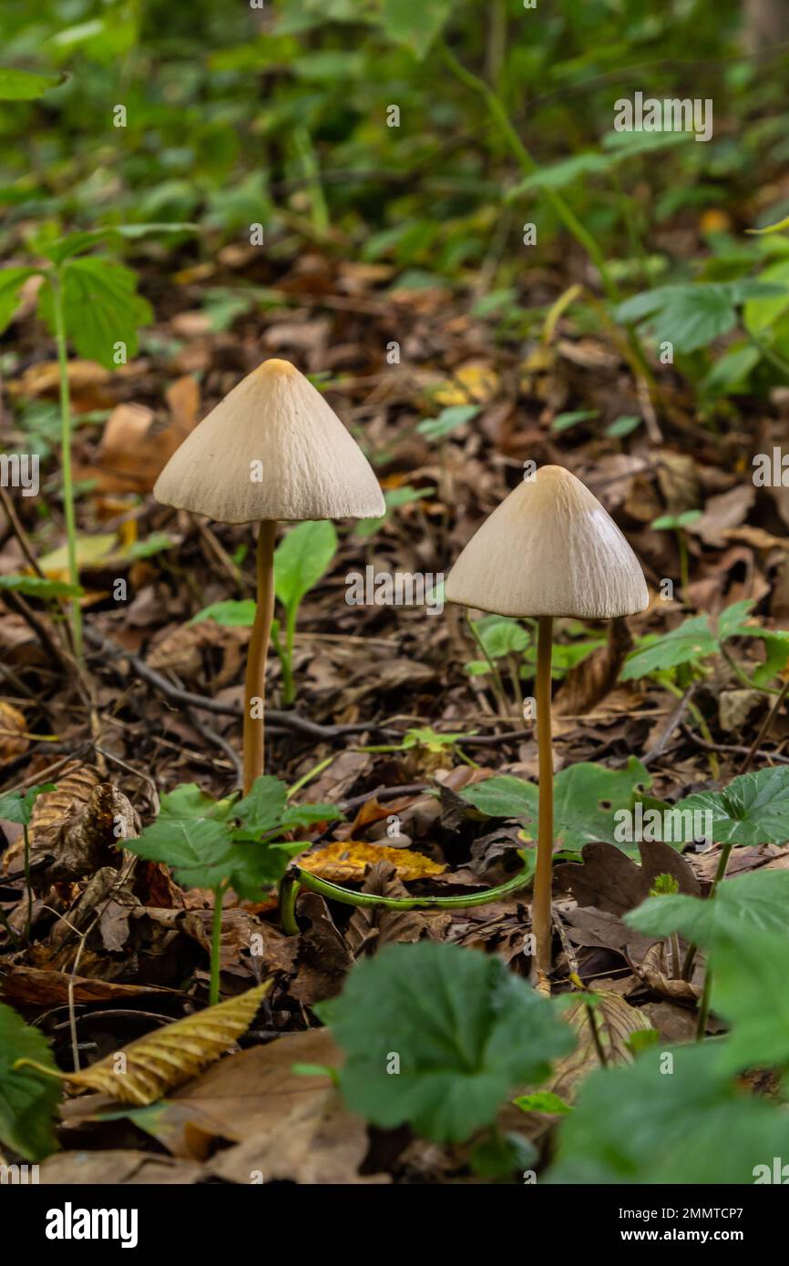 Types of fungus hi-res stock photography and images - Alamy