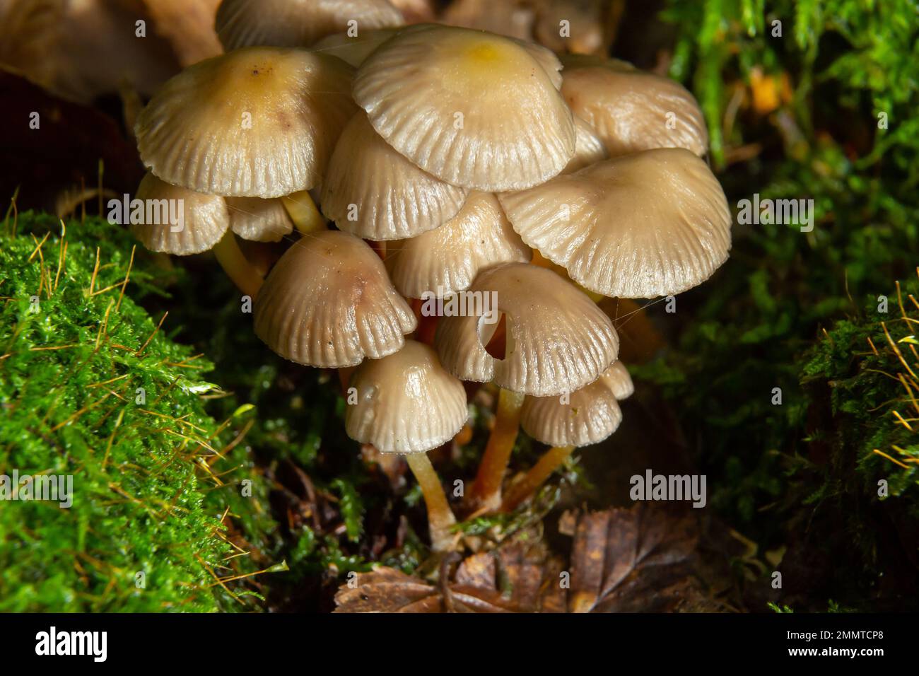 Amicable family of mushrooms with thin legs Clustered bonnet on a green ...