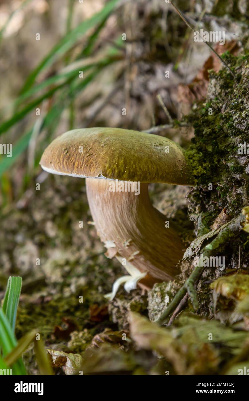 Penny bun fungus Boletus edulis growing in the forest Stock Photo - Alamy