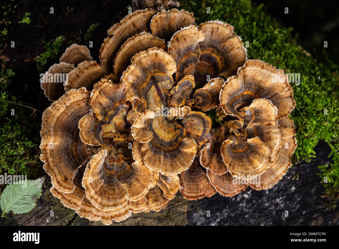 Anise mazegill, a brown rot fungus, Gloeophyllum odoratum Stock Photo ...