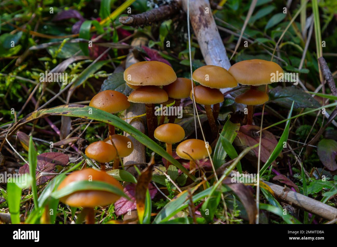 Clustered Bonnet Mycena inclinata growing on a mossy stump Stock Photo ...