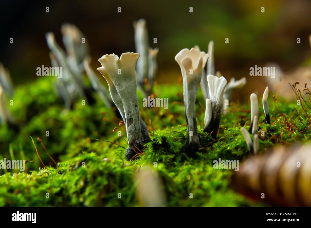 Xylaria hypoxylon is a species of fungus in the genus Xylaria. Xylaria ...