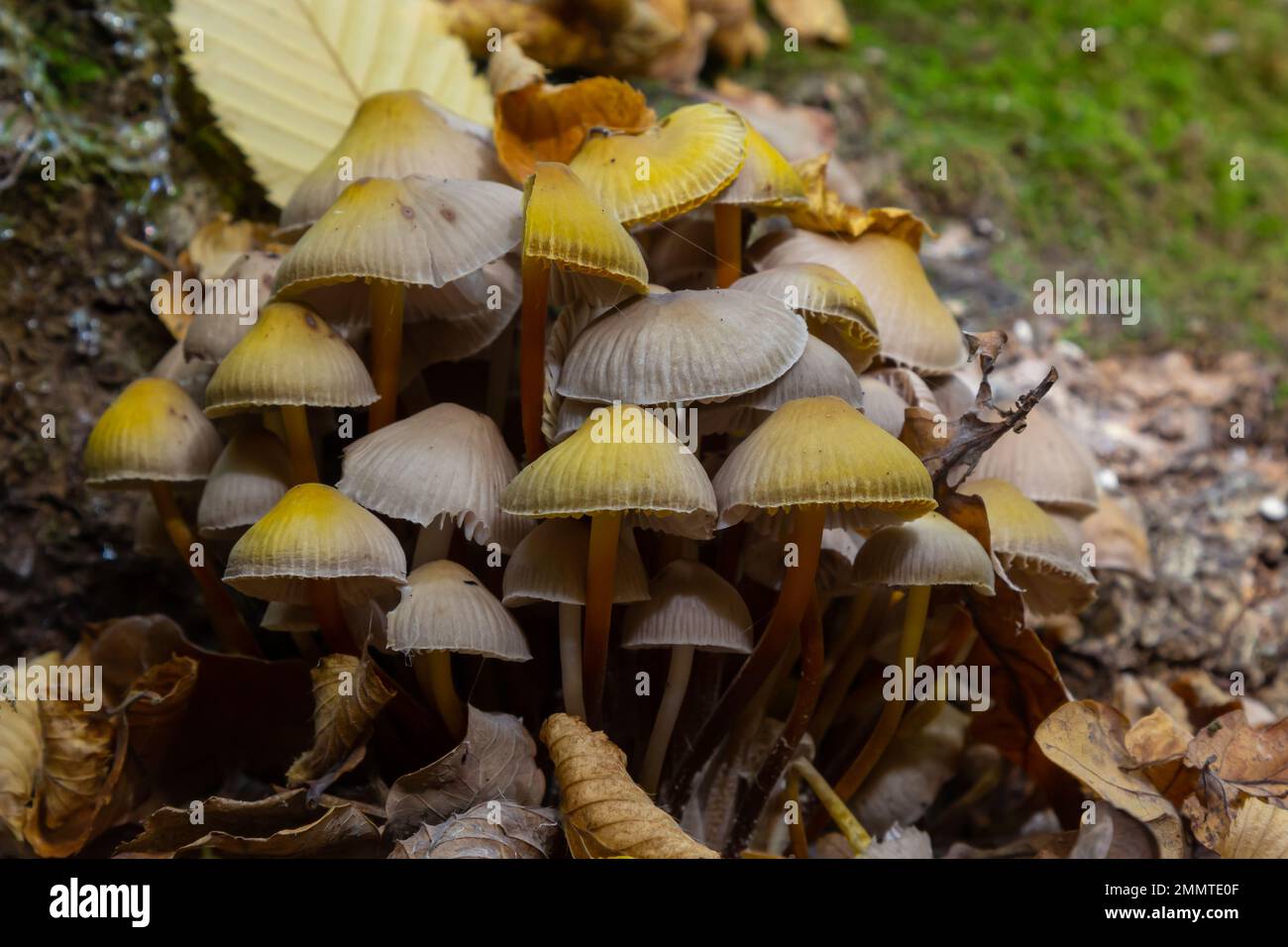 Clustered Bonnet Mycena inclinata growing on a mossy stump Stock Photo ...