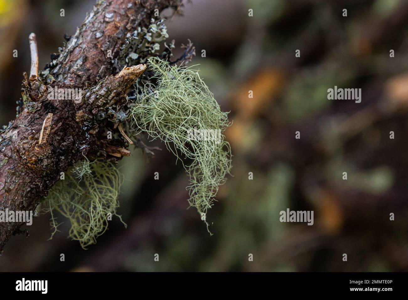 Closeup of lichen Usnea Filipendula and a parasite plant in a tree ...