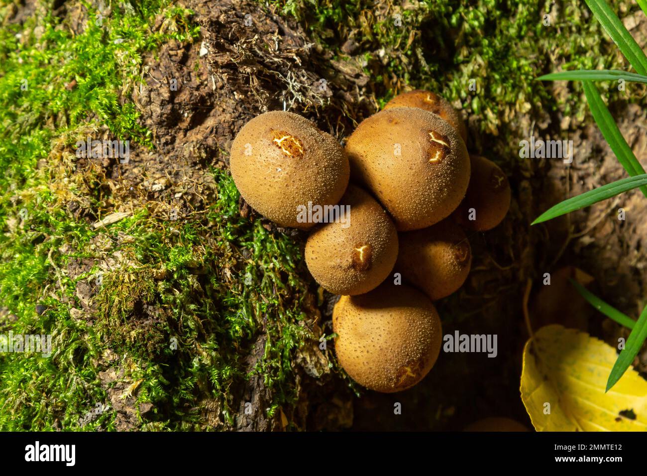 Forest fungus. Common puffball mushroom - Lycoperdon perlatum - growing ...