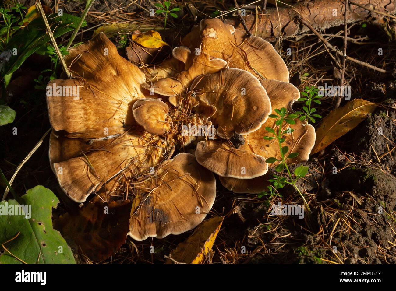 Meripilus giganteus in the forest. Meripilus giganteus, polypore fungus ...