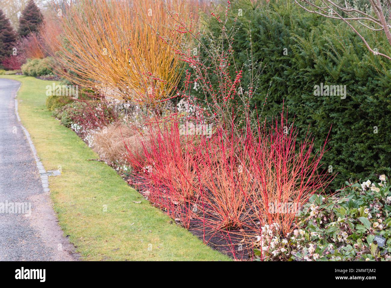 Winter garden with bright Cornus stems Stock Photo - Alamy