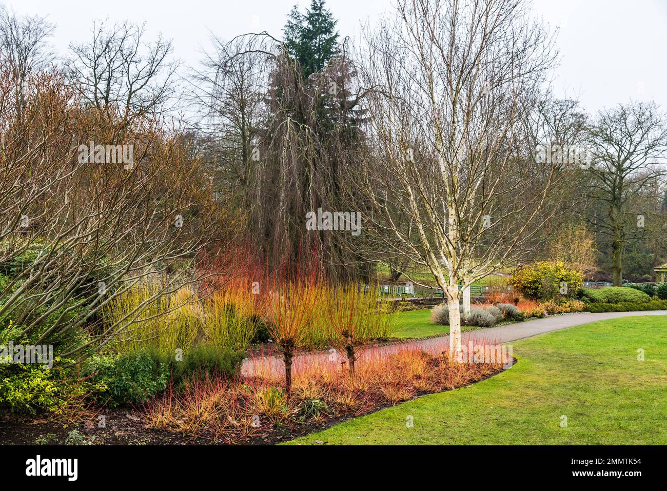 Winter garden with bright stems and Silver birch tree Stock Photo - Alamy