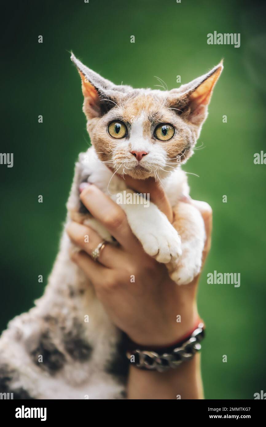 Cats Portrait. Obedient Devon Rex Cat With White-red Spotted Fur Color ...