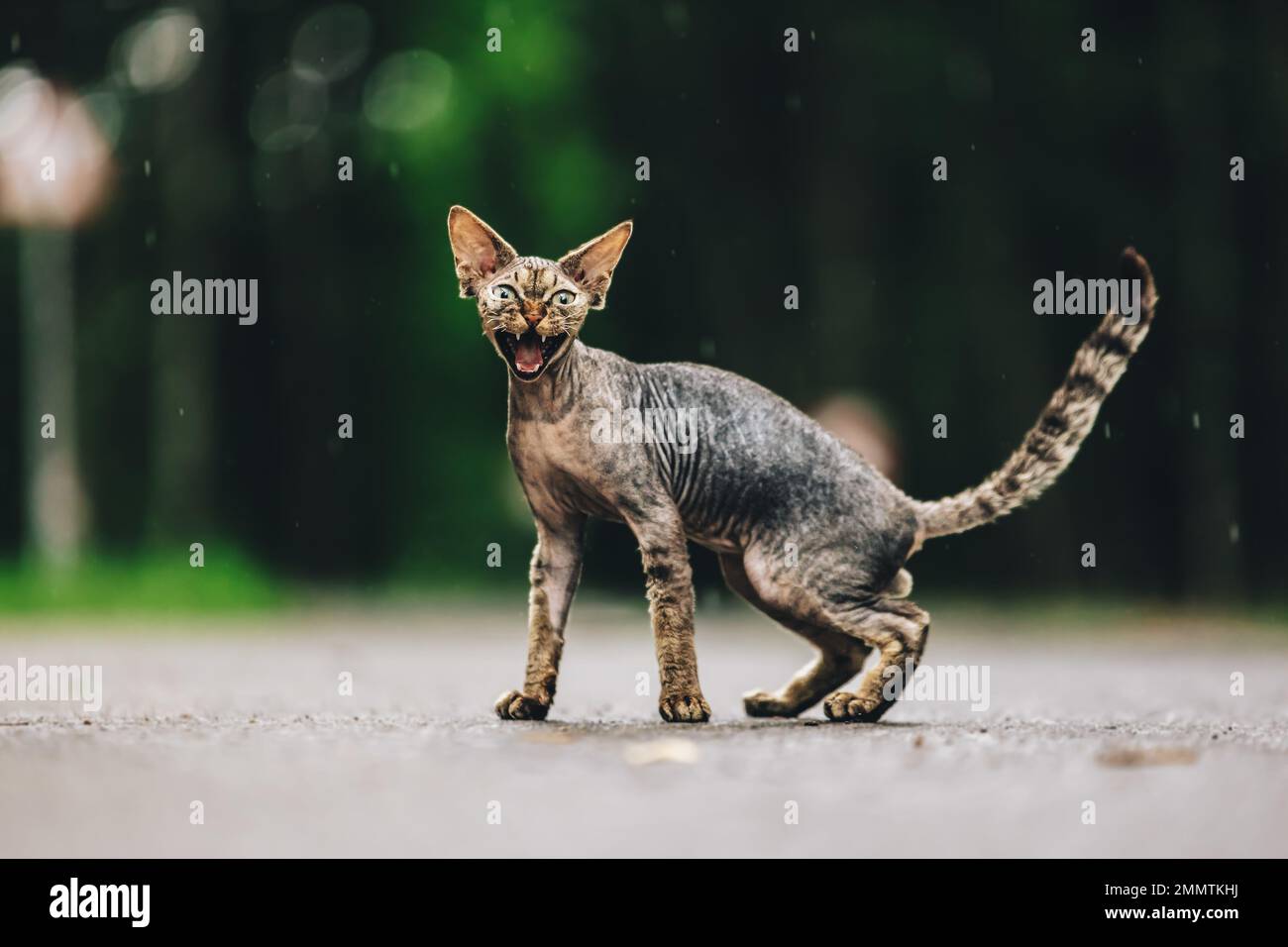 Funny Cute Beautiful Curious Playful Devon Rex Cat Looking At Camera ...