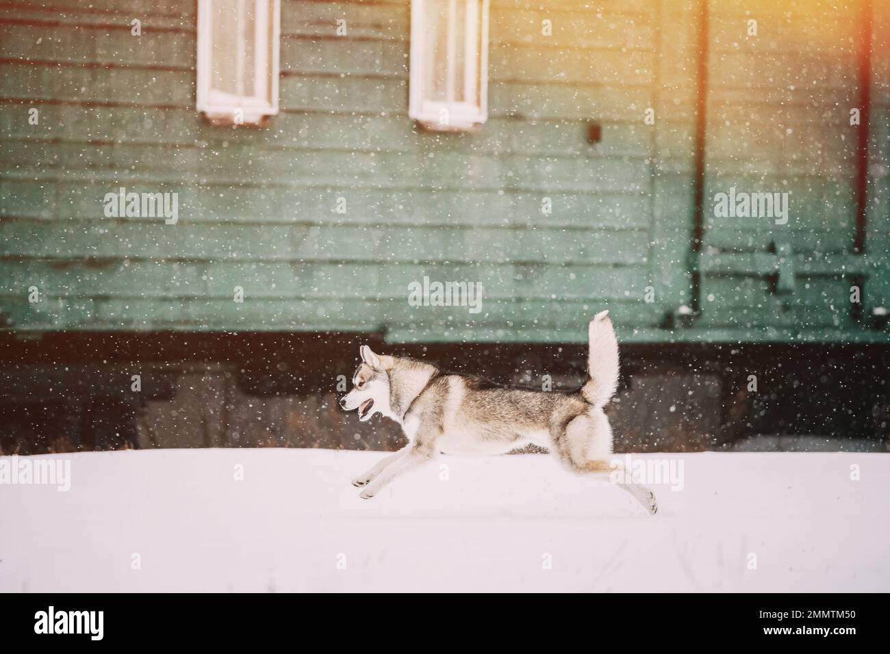 Husky On Winter Walk. Young Husky Runs Playfully Through Snowdrifts ...