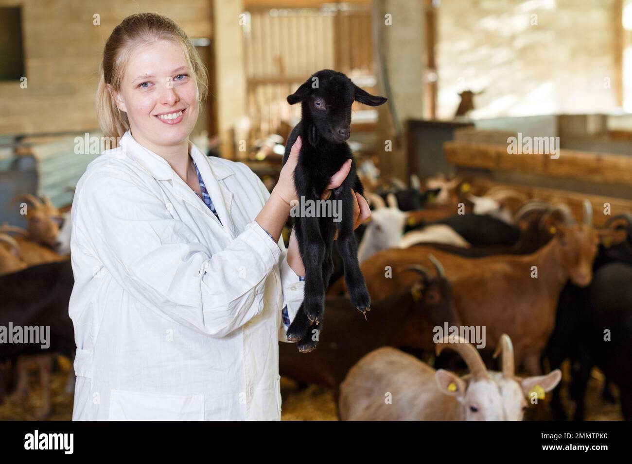 Female breeder with goatlings Stock Photo - Alamy
