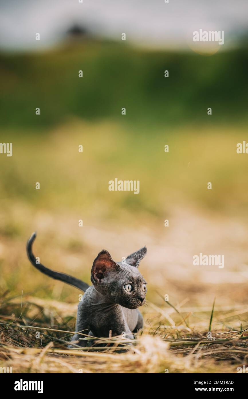 Funny Young Gray Devon Rex Kitten In Grass. Short-haired Cat Of English ...