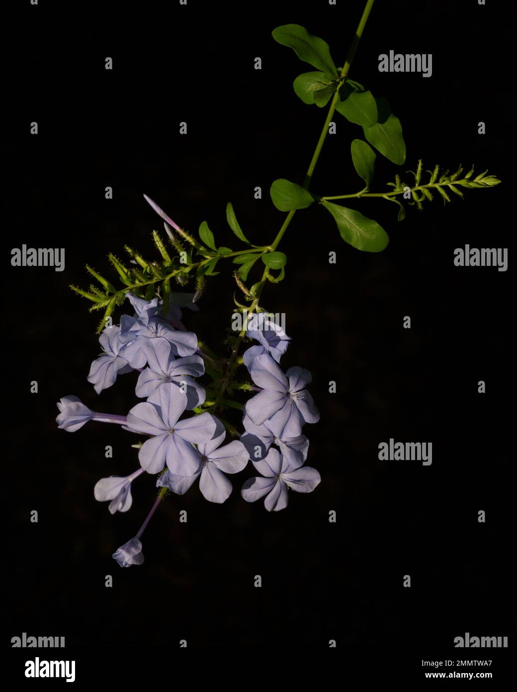 Closeup view of bright purple blue flowers of plumbago auriculata shrub ...