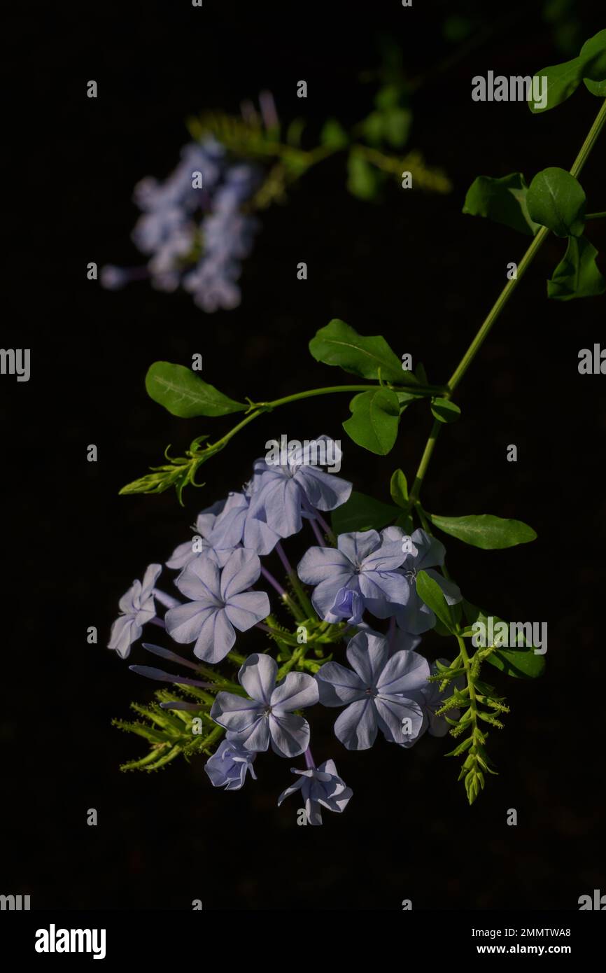 Closeup view of bright purple blue flowers of plumbago auriculata shrub ...