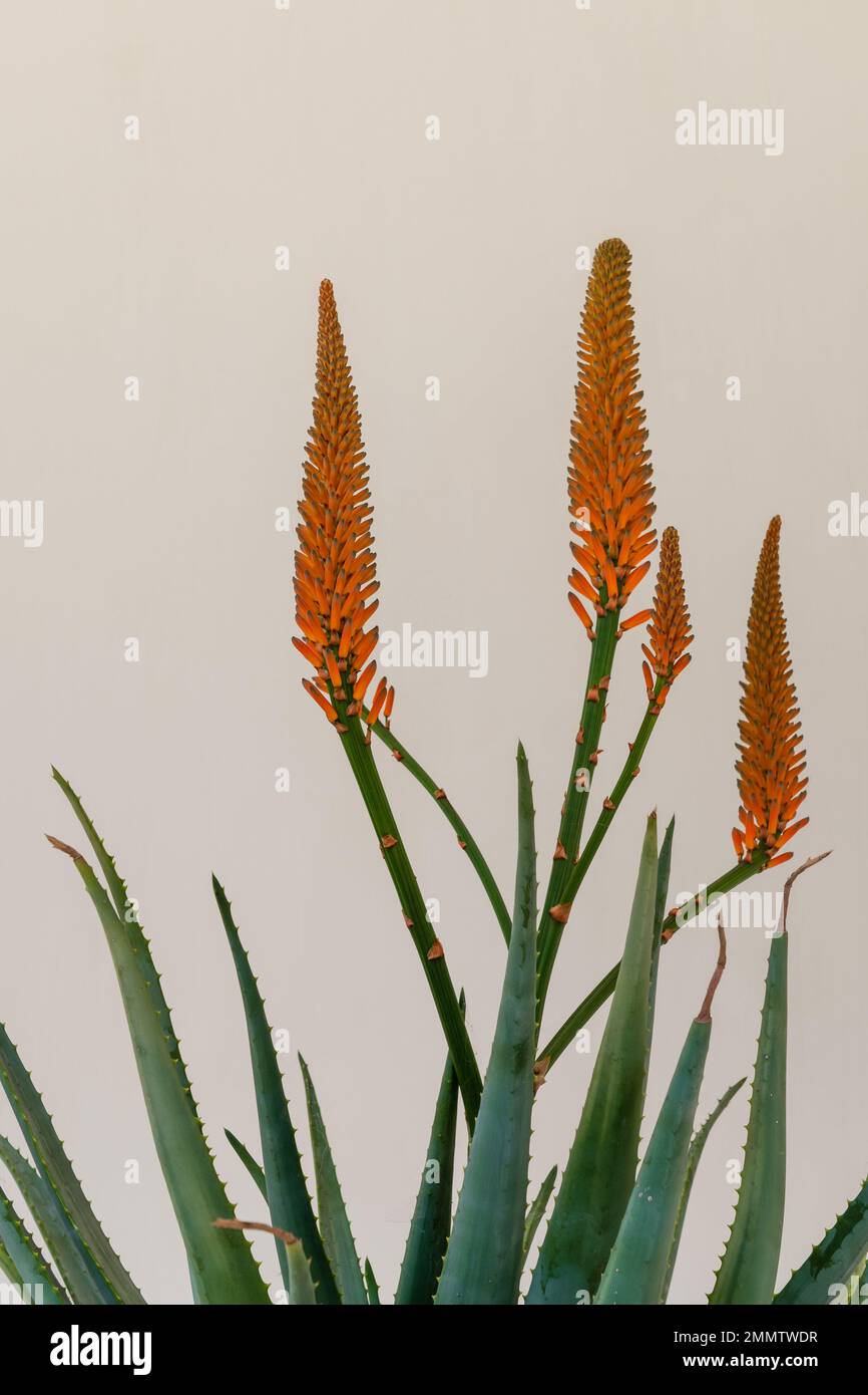 Closeup view of bright orange flower of succulent aloe reitzii blooming ...