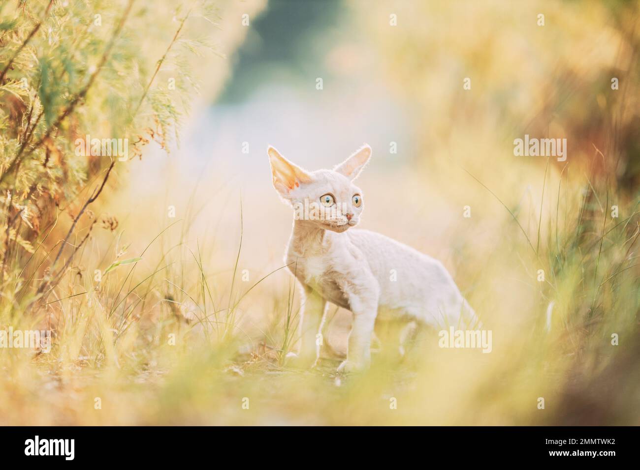 Funny Curious Afraid Young Red Ginger Devon Rex Kitten Staying In Green ...