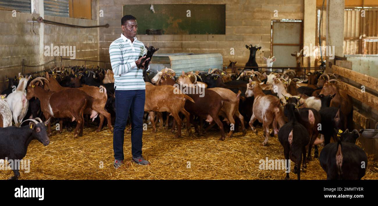Farmworker with goatlings Stock Photo - Alamy