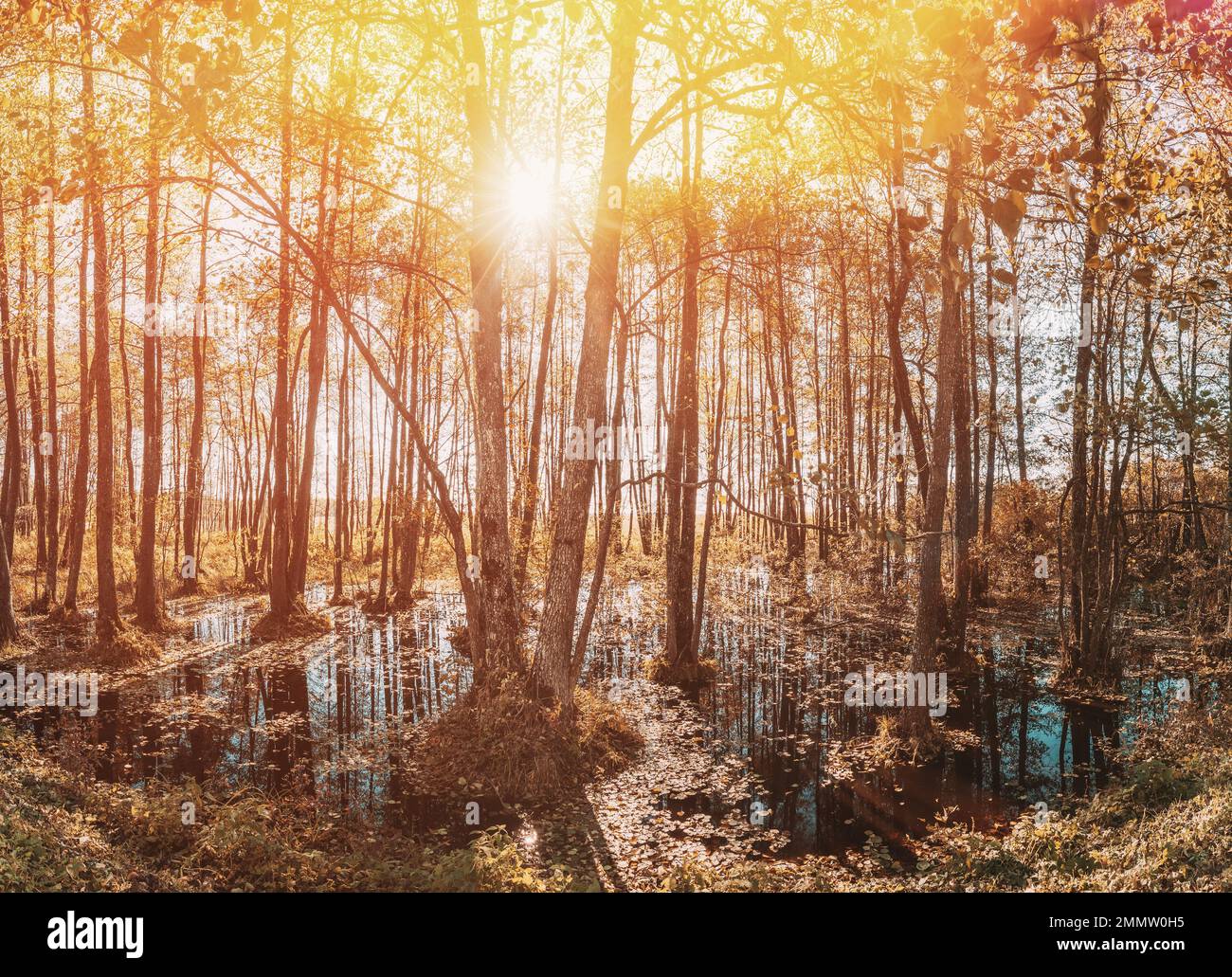 Beautiful Autumn Landscape. Forest Trees Woods Standing In Flood Water ...