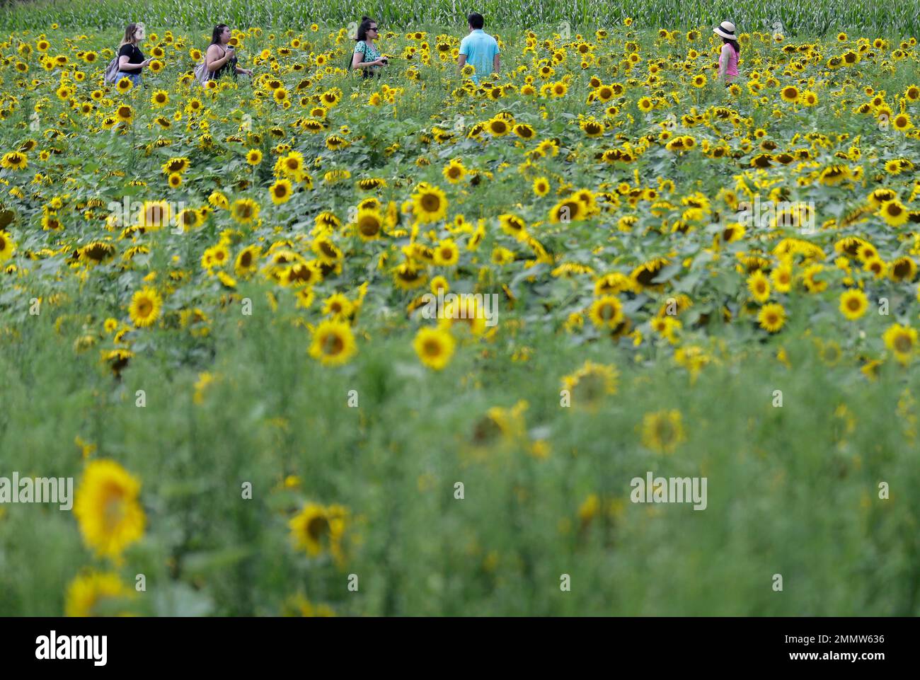Visitors walk through a sunflower field at Andersen Farms in Sparta, N ...