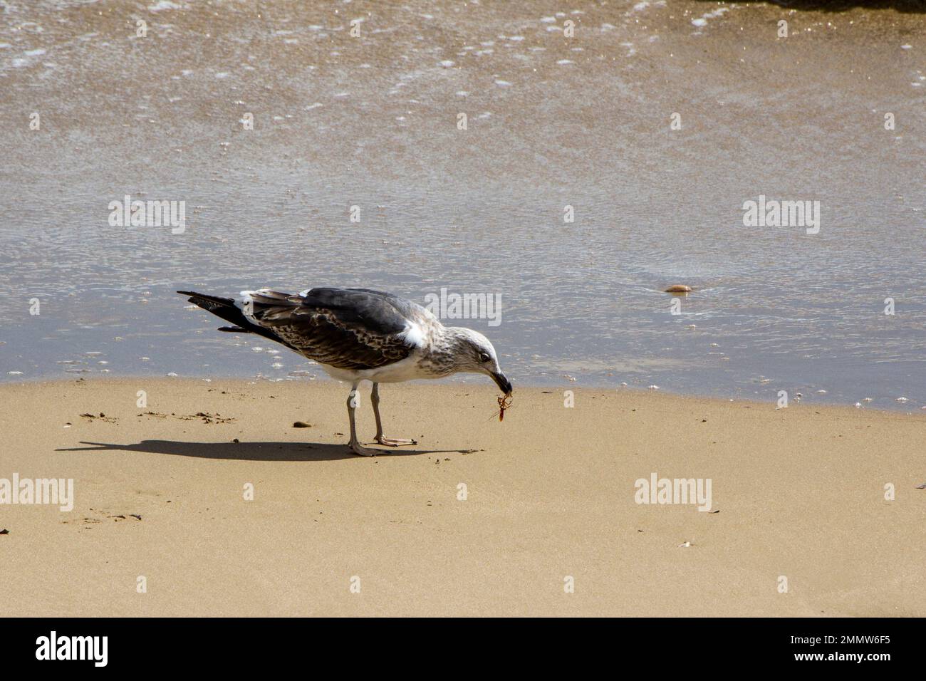 A seagull in the beach eating a bug Stock Photo - Alamy