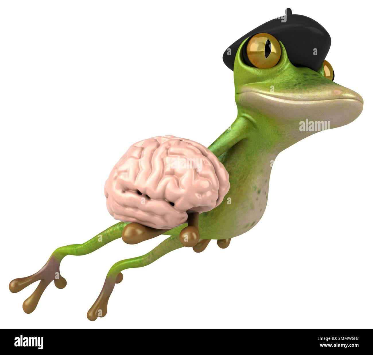 Frog brain Cut Out Stock Images & Pictures - Alamy