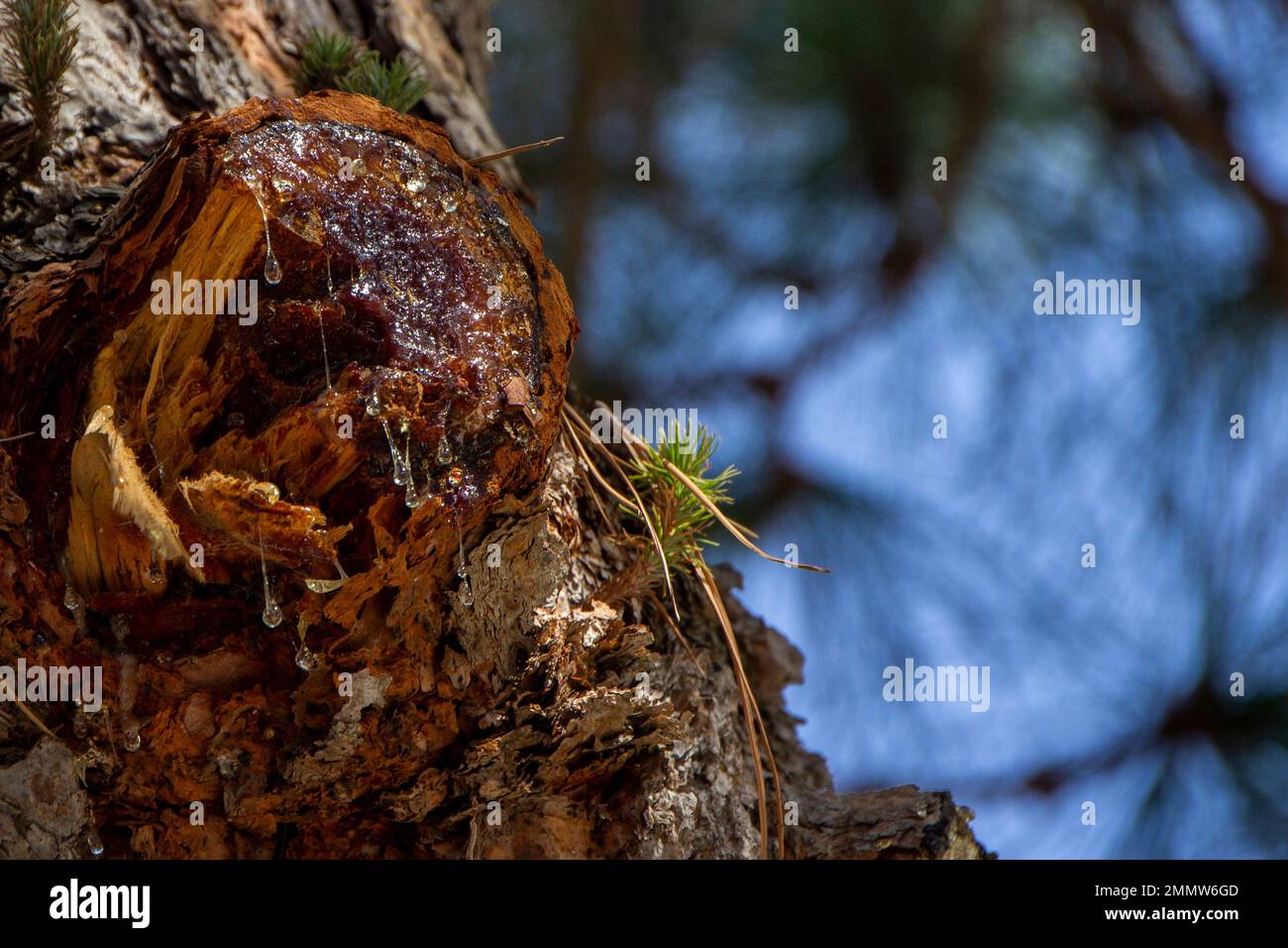 Bleeding gum tree hi-res stock photography and images - Alamy