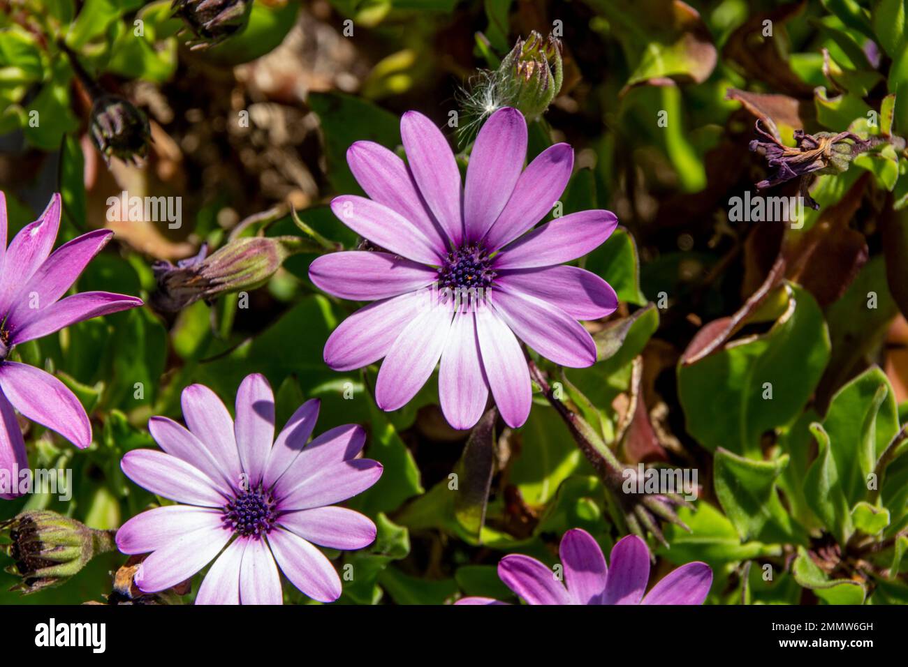 Purple flowers in a garden Stock Photo - Alamy