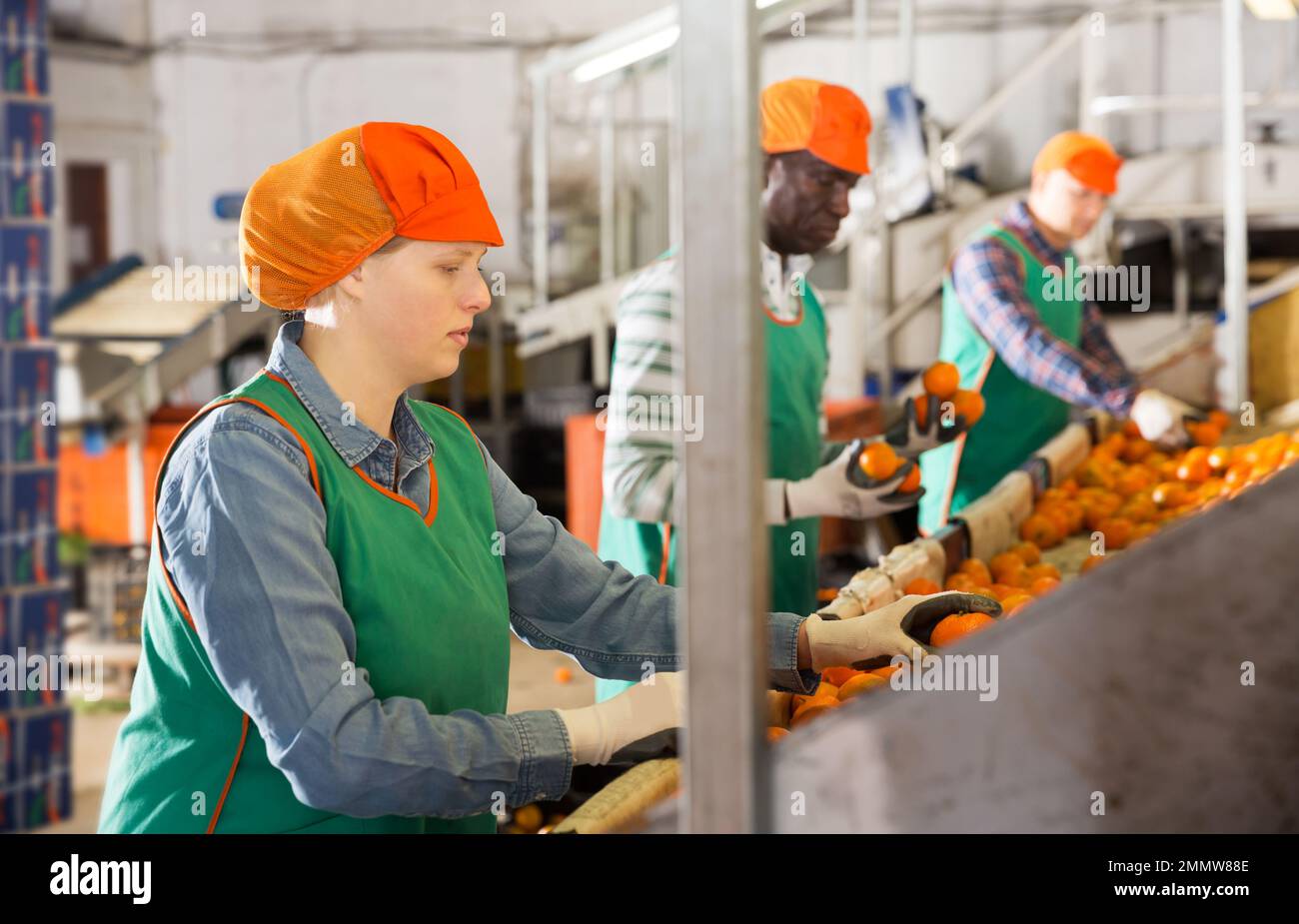 Woman working on producing sorting line at fruit warehouse Stock Photo ...