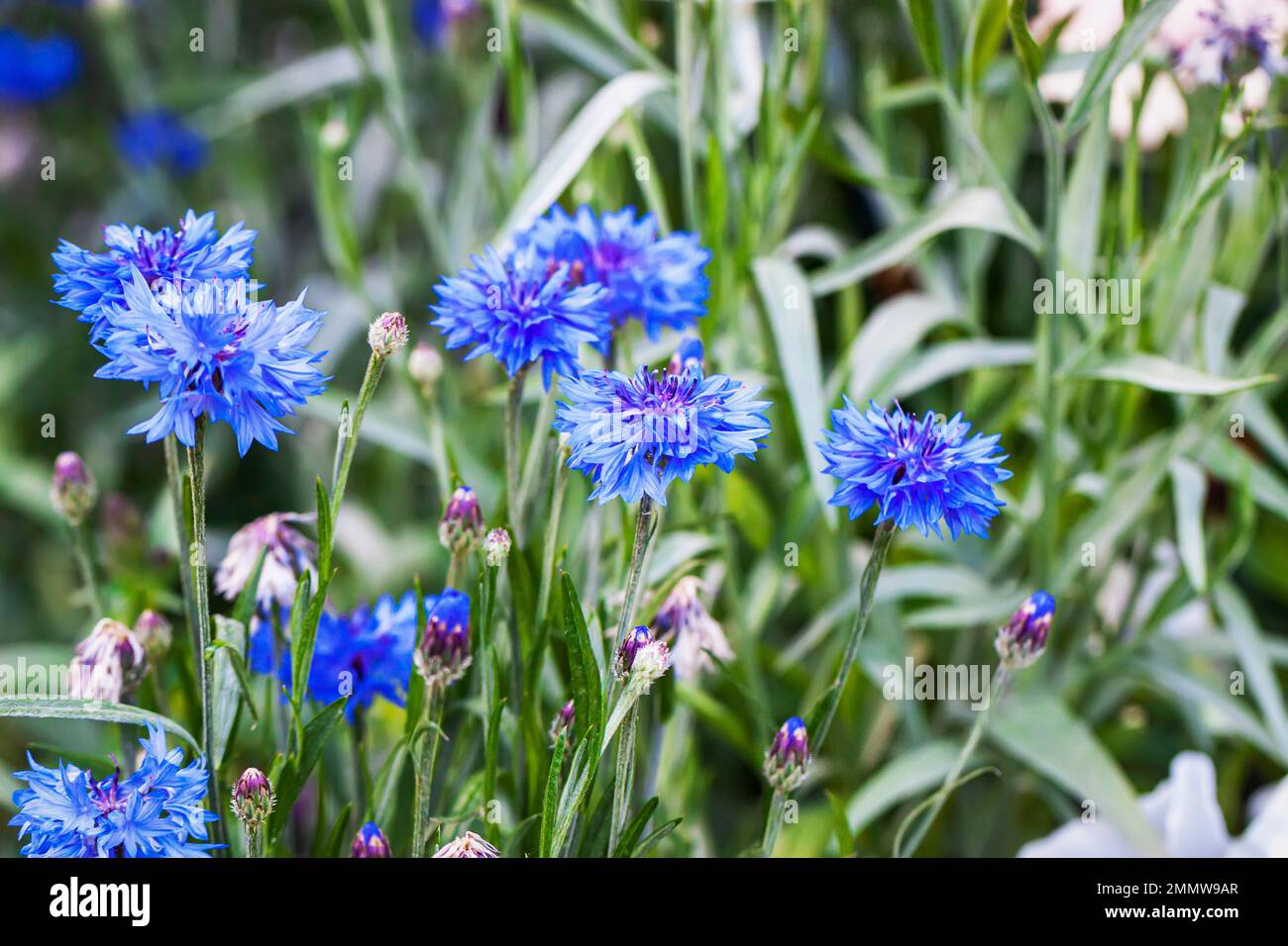 Wild blue Cornflower flowers on meadow. Wild pink flowers, honeybearing ...