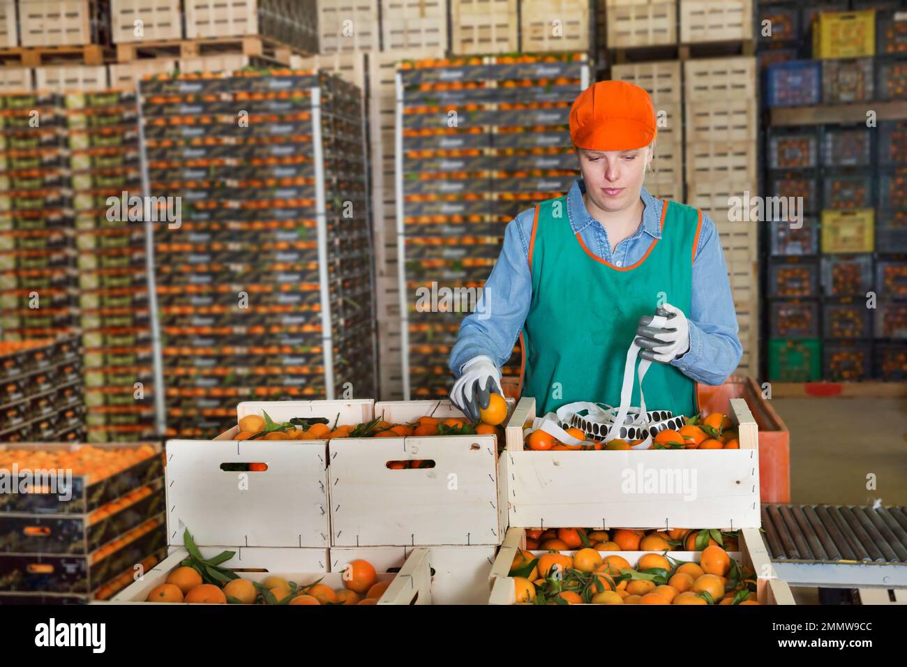 Female employee sticking labels on mandarins Stock Photo - Alamy