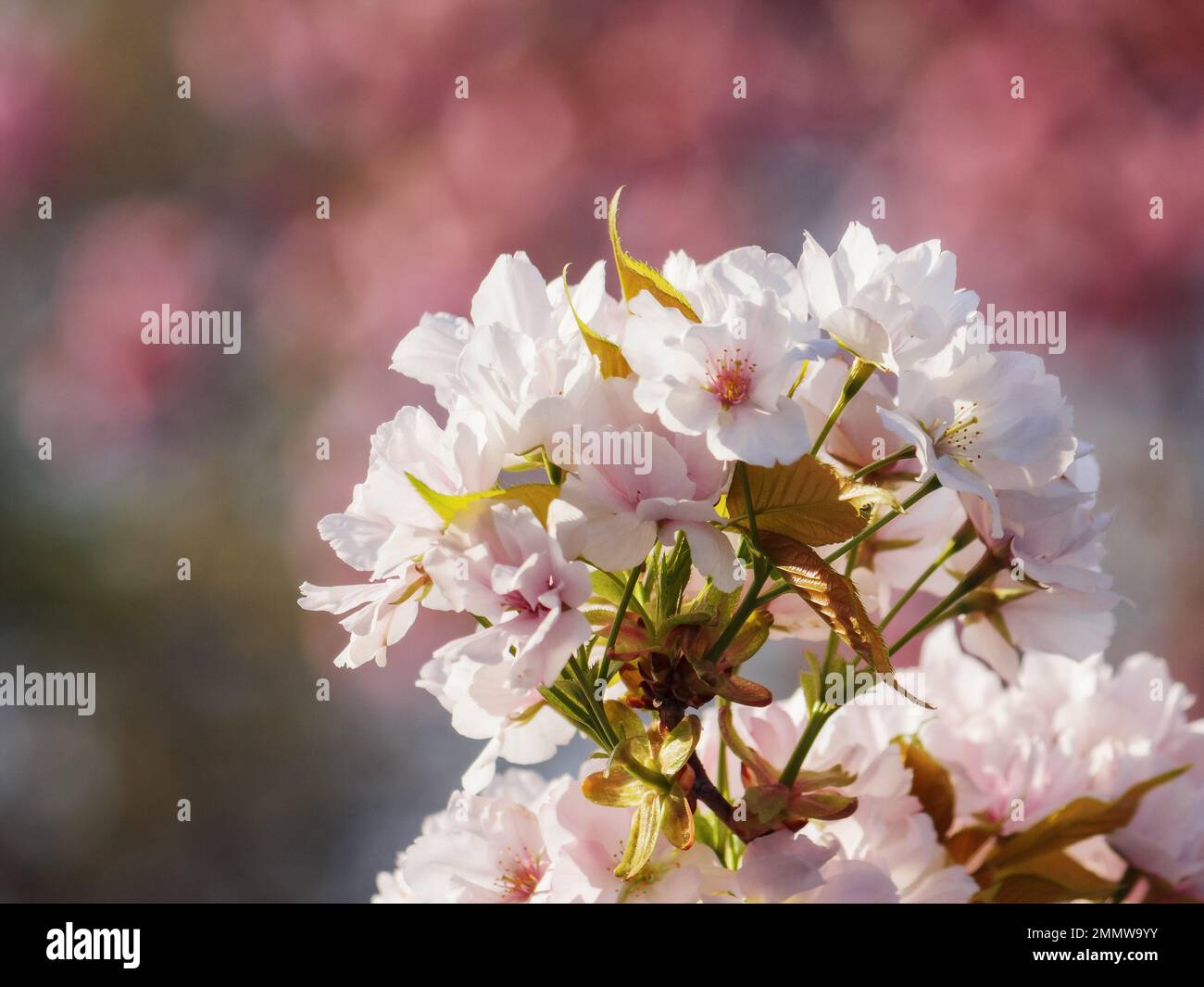 apple twig in full blossom. lush pink flowering background in ...
